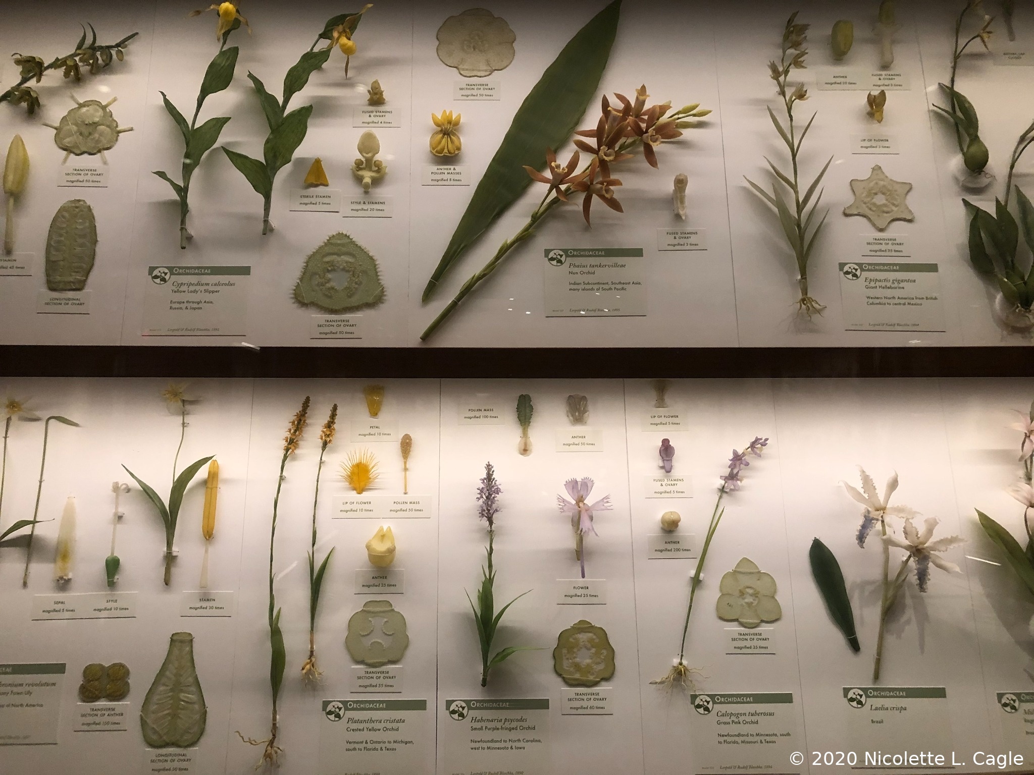 Glass Flowers at the Harvard Museum of Natural History – Sense of Place
