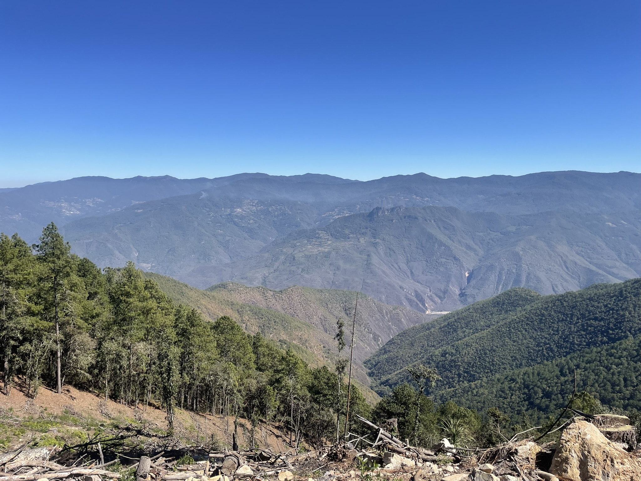 Common Trees of the Sierra Norte, Estado de Oaxaca, Mexico – Sense of Place