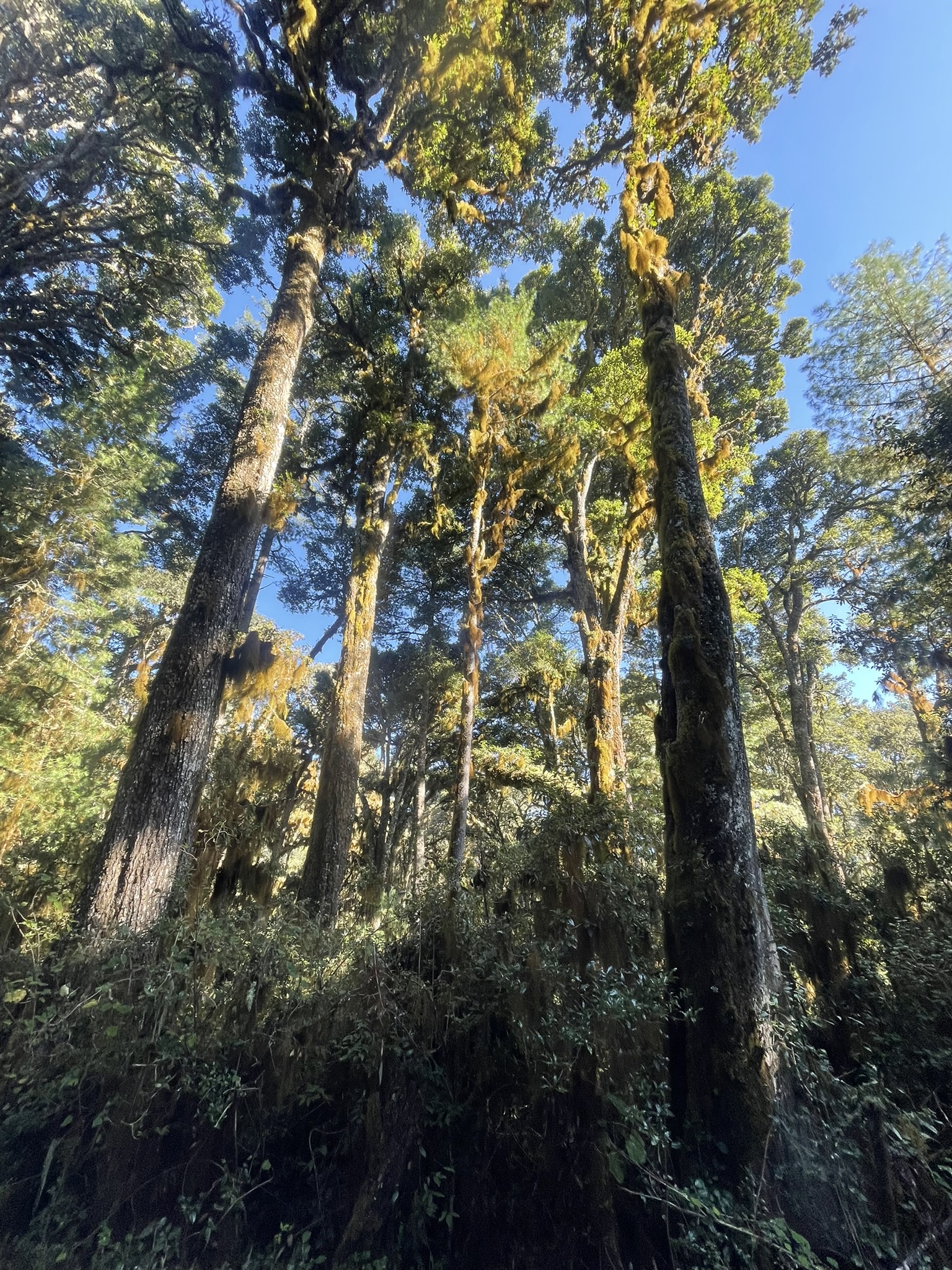 Common Trees of the Sierra Norte, Estado de Oaxaca, Mexico – Sense of Place